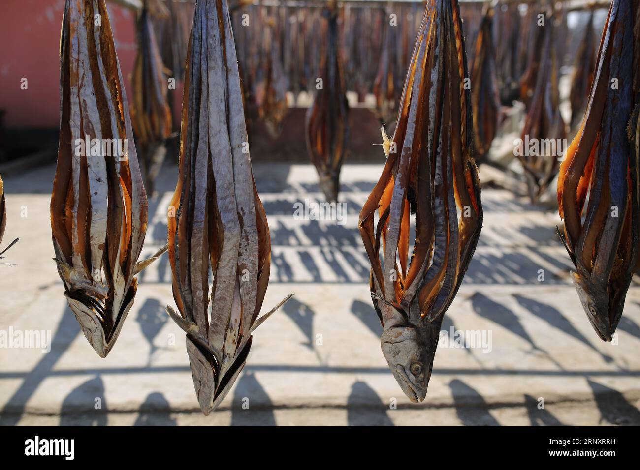 Sea fishes dry under the Sun in Bangladesh Stock Photo - Alamy