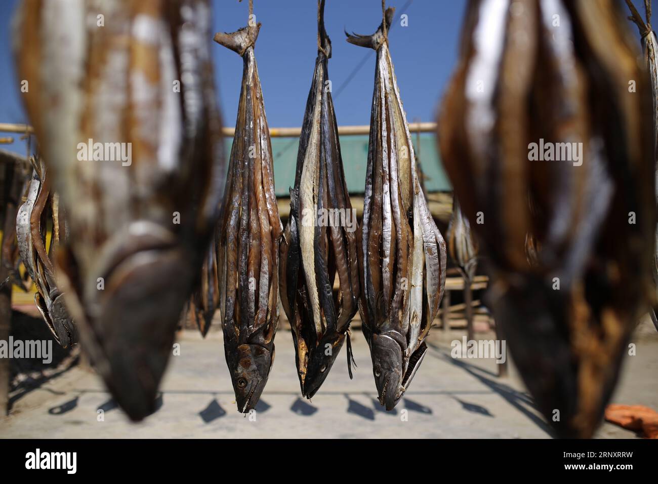 Sea fishes dry under the Sun in Bangladesh Stock Photo - Alamy