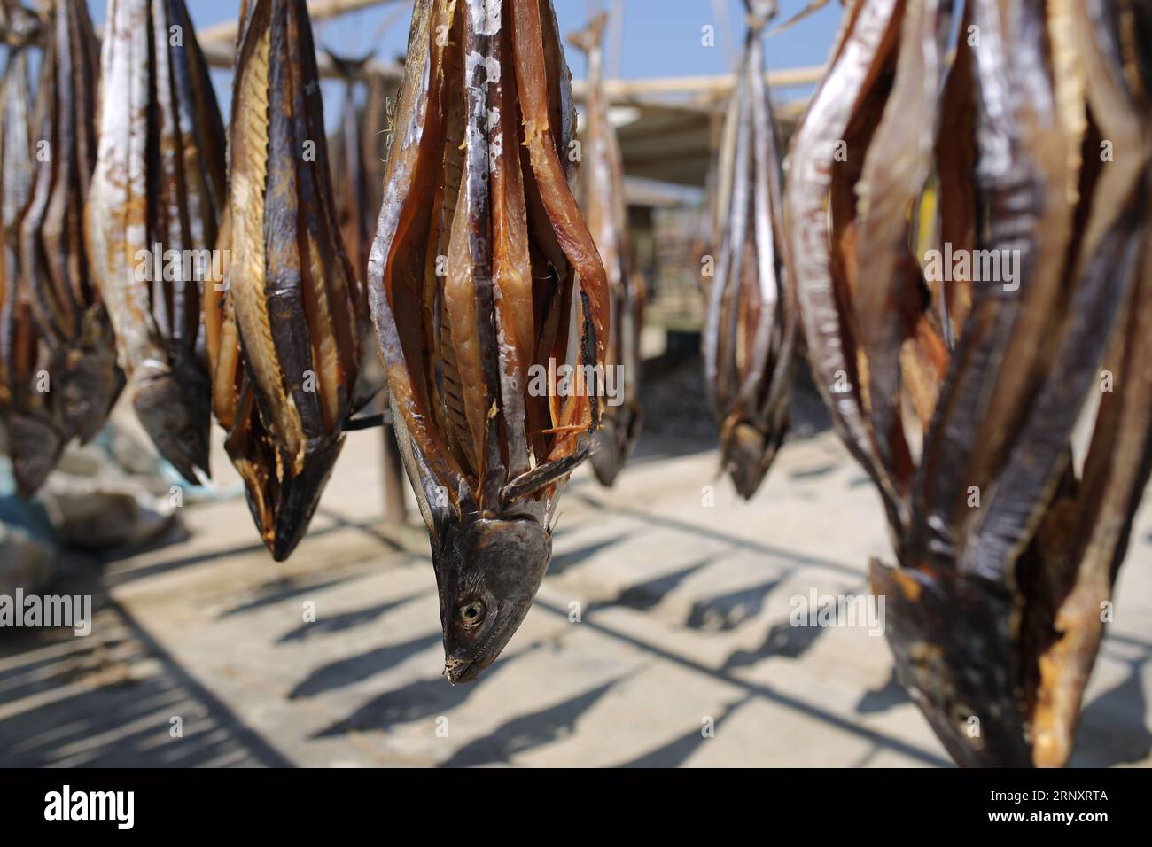 Sea fishes dry under the Sun in Bangladesh Stock Photo - Alamy