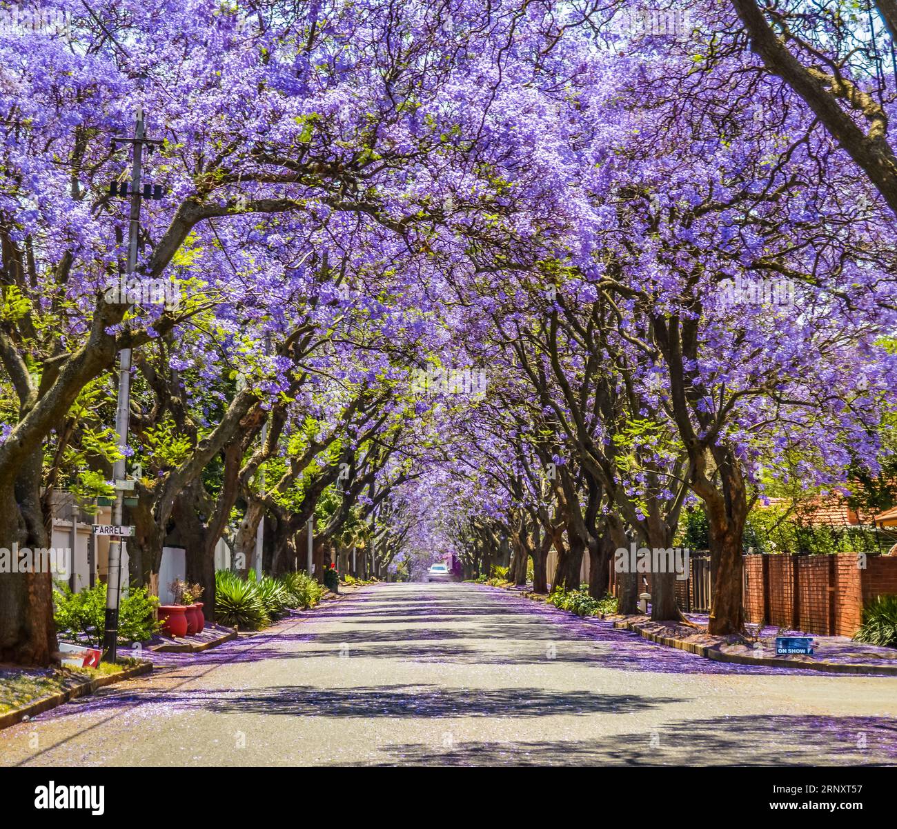 Purple blue Jacaranda mimosifolia bloom in Johannesburg street during ...