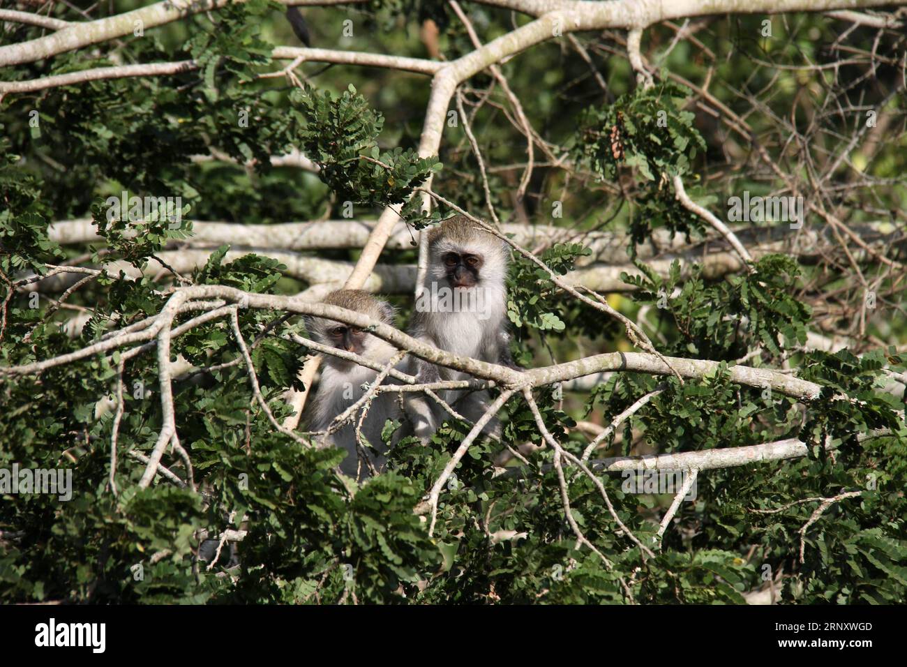 (180214) -- AKAGERA NATIONAL PARK, Feb. 14, 2018 -- Two cubs of vervet ...