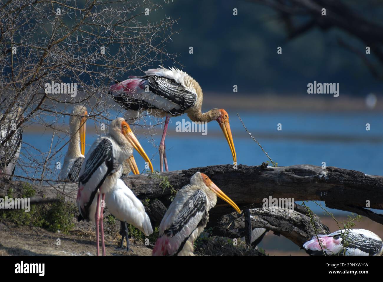 Indian Painted stork or Mycteria Leucocephala in Keoladeo national park ...