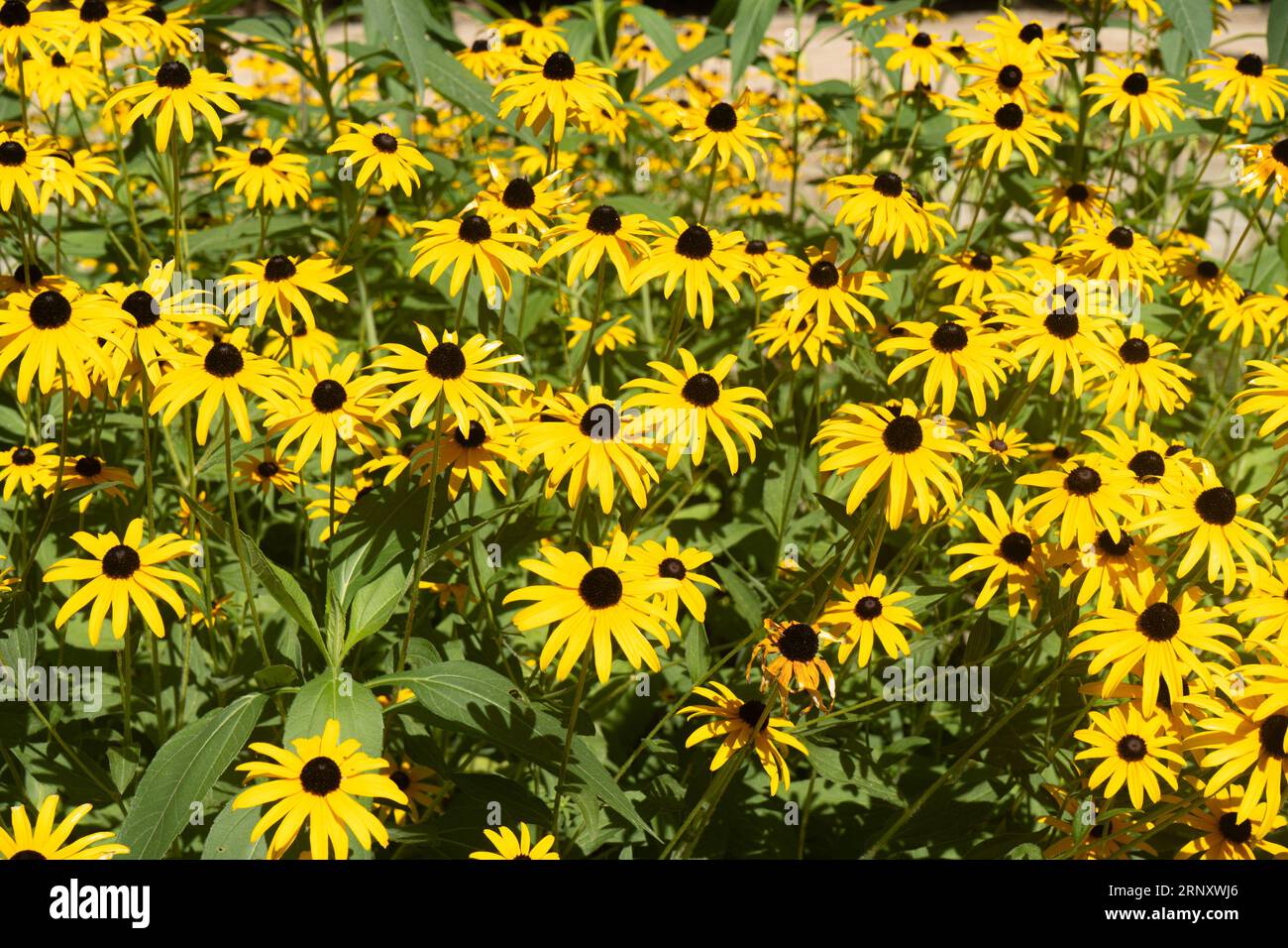 Long petals hi-res stock photography and images - Alamy