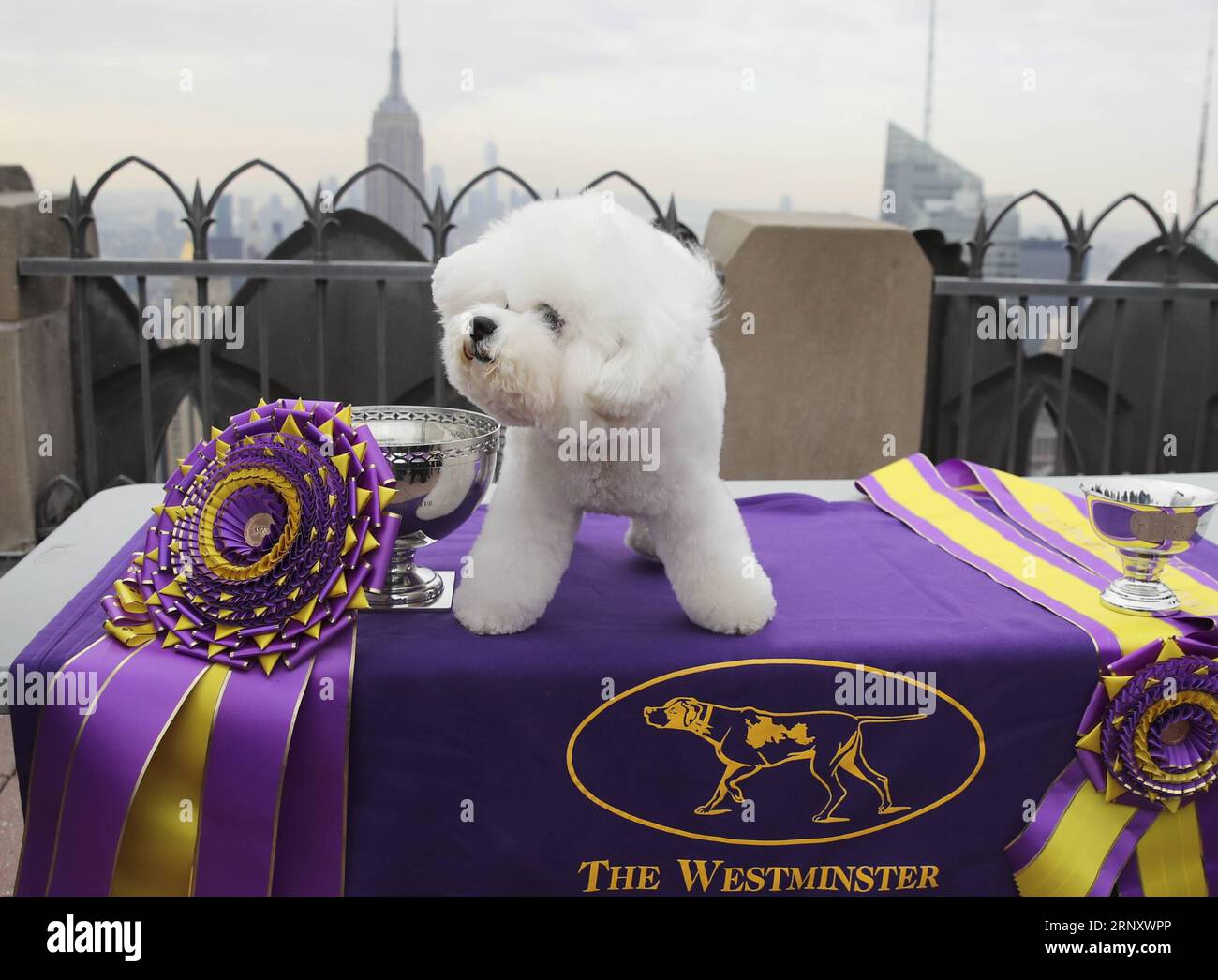 (180214) -- NEW YORK, Feb. 14, 2018 -- Flynn, a Bichon Frise winning ...