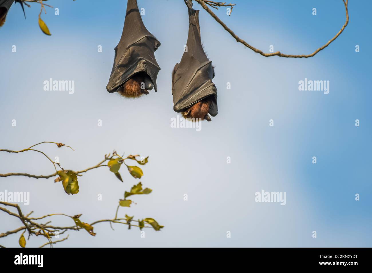 Indian flying fox (Pteropus medius) also known as the greater Indian ...