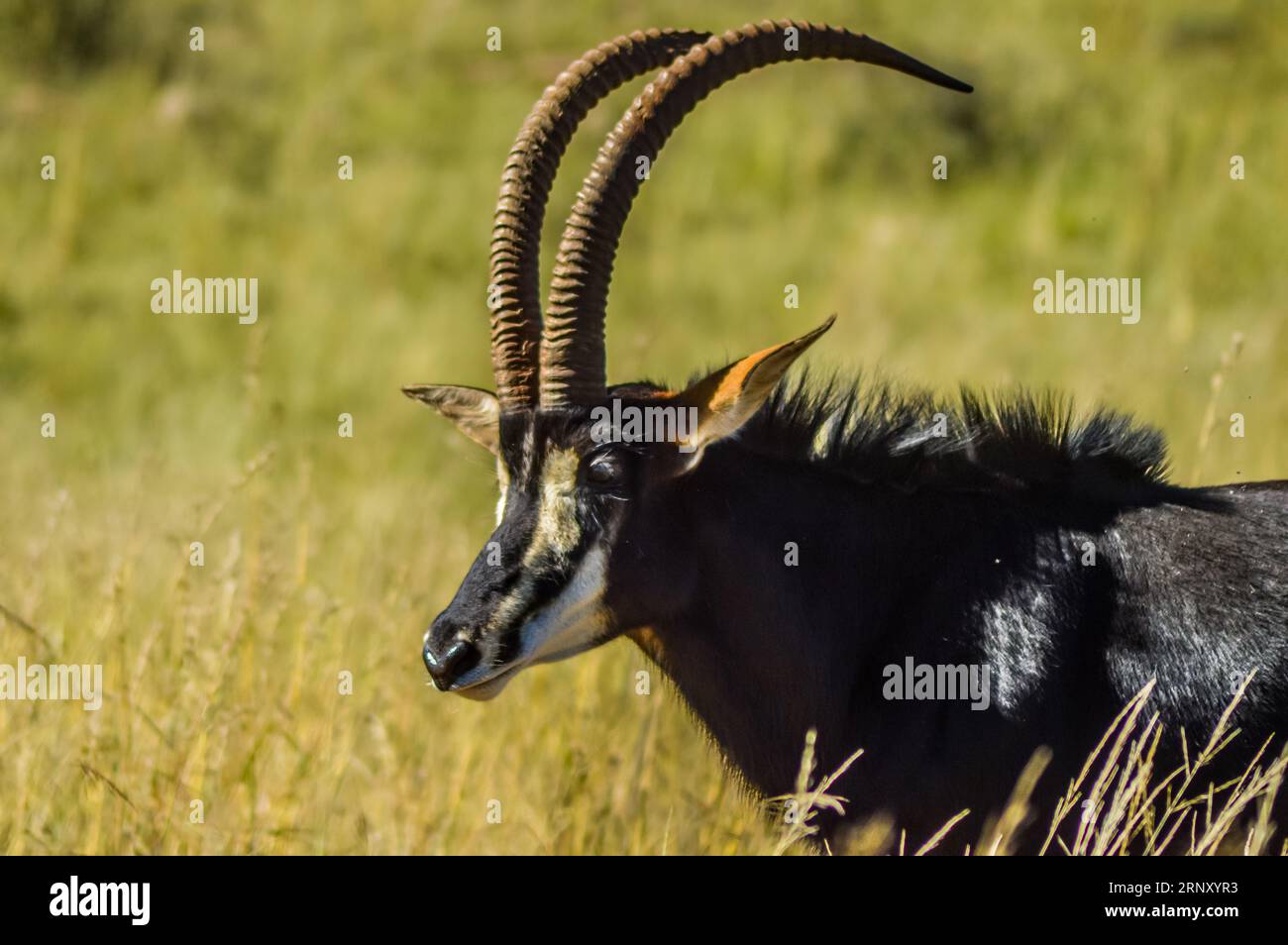 Closeup portrait of a cute and majestic Sable antelope in Johannesburg ...