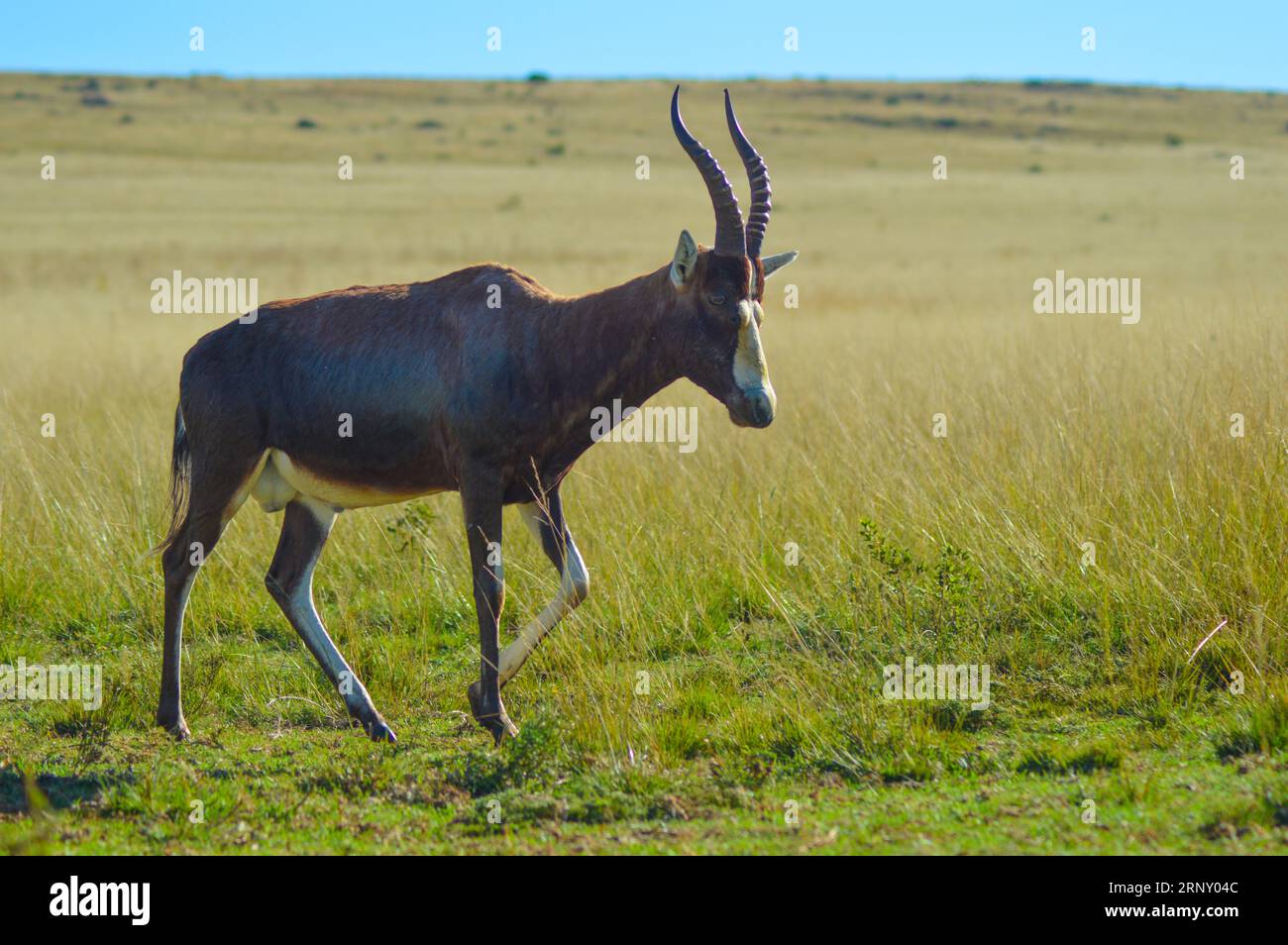 Portrait of a common Tsessebe (Damaliscus lunatus) antelope in ...