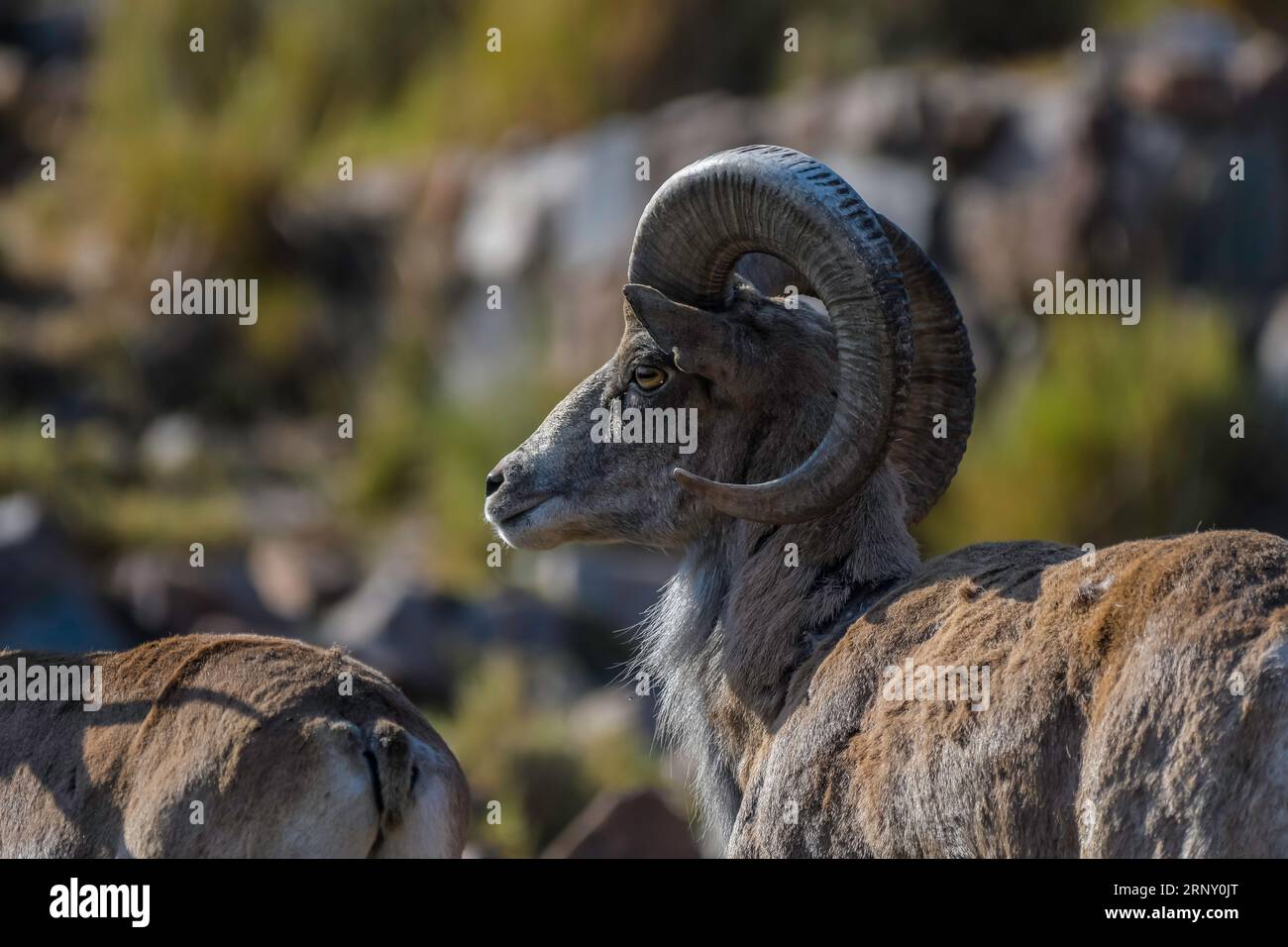 Sierra nevada bighorn sheep hi-res stock photography and images - Alamy