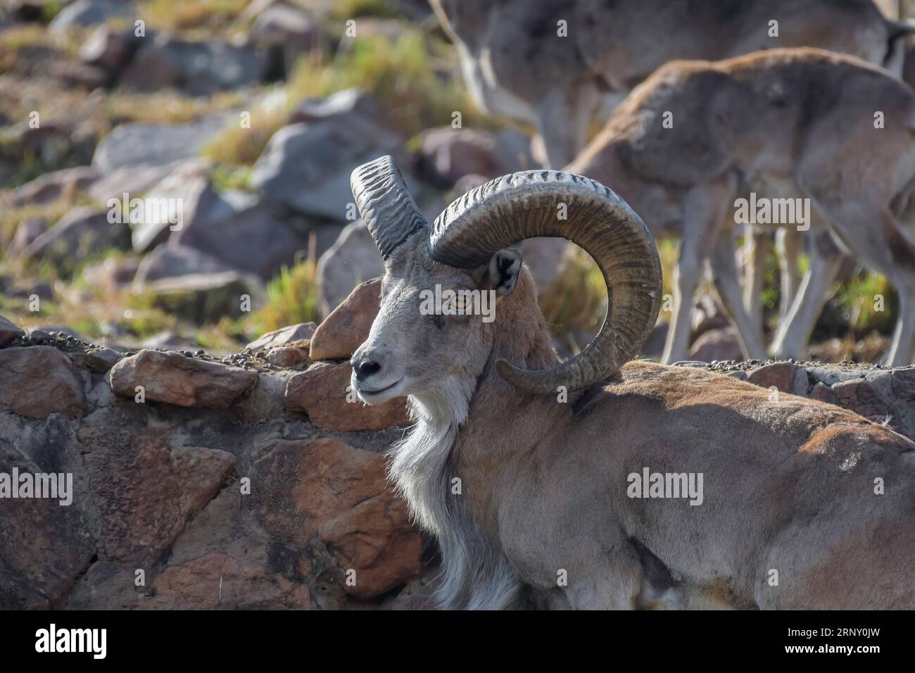 Bighorn sheep or mountain sheep Ram with big horns , native of North ...