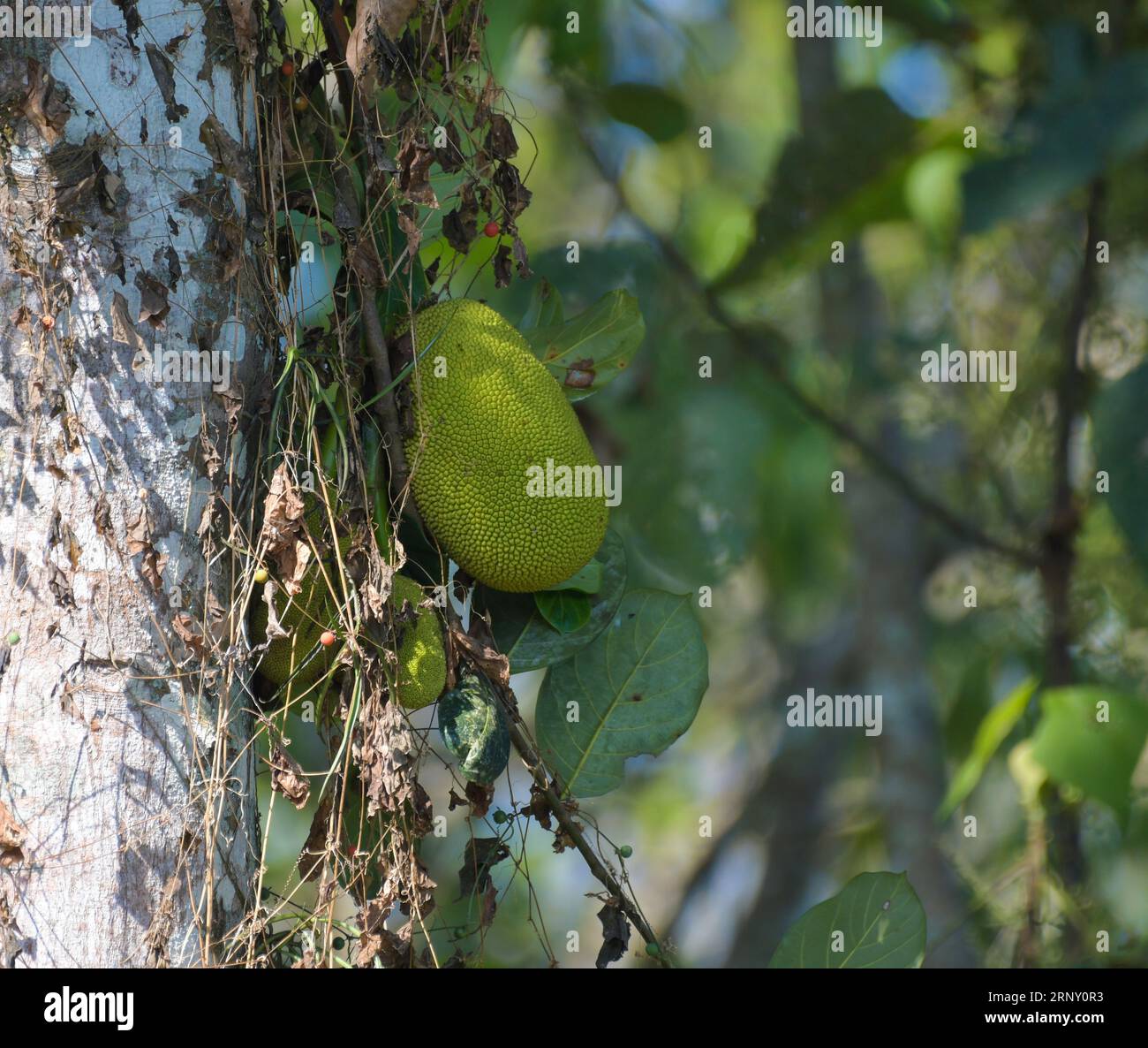 Jack Fruit Tree In Kerala