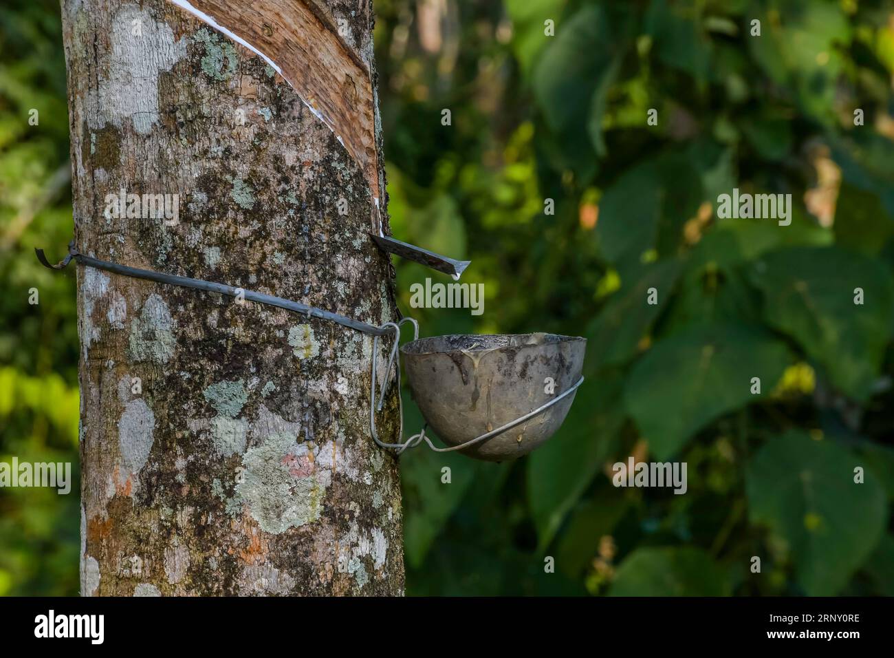 Rubber milk extraction hi-res stock photography and images - Alamy