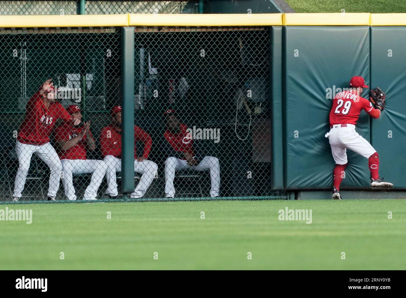 Cincinnati Reds center fielder TJ Friedl runs into the wall after ...
