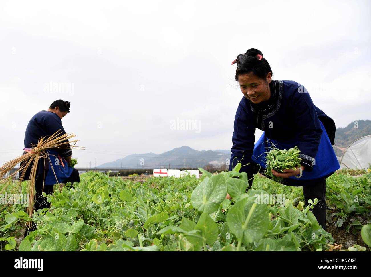 Liuxjinyin hi-res stock photography and images - Alamy