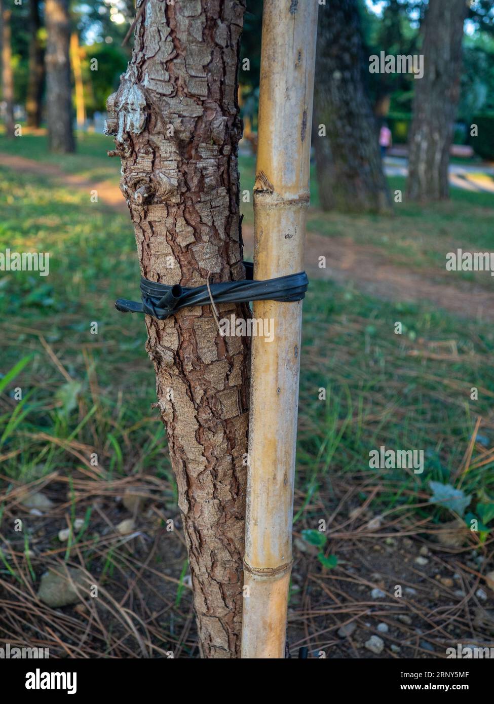 Prop stick hi-res stock photography and images - Alamy