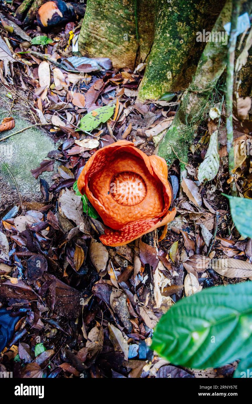 (180301) -- KUCHING, March 1, 2018 -- A blossoming Rafflesia is seen at ...