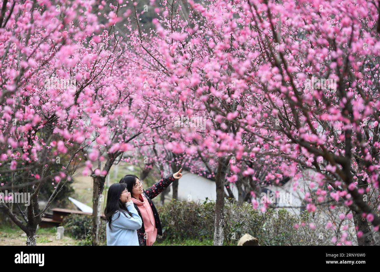 (180302) -- NANCHANG, March 2, 2018 -- Tourists view red plum flowers ...