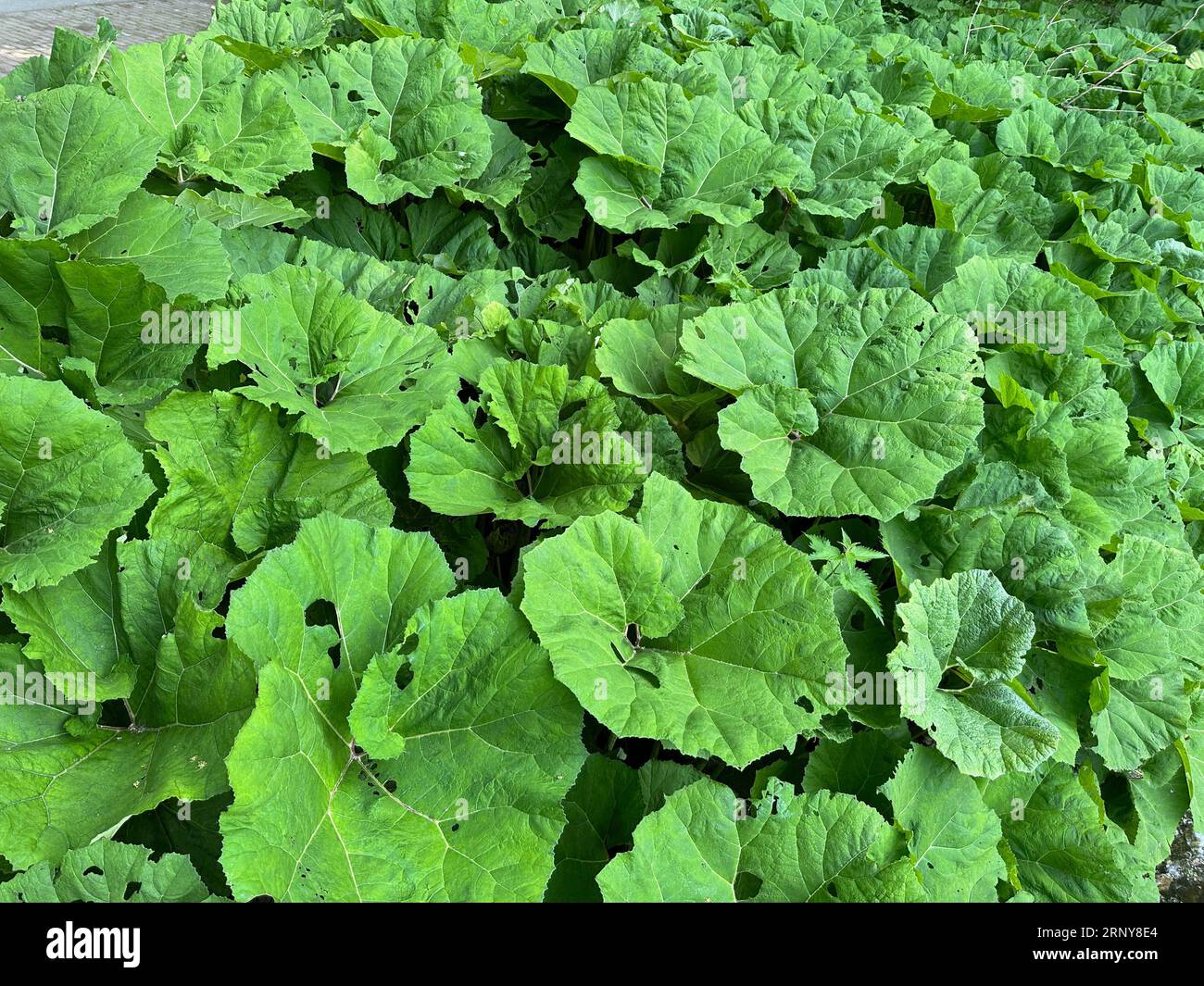 Butterbur plants hi-res stock photography and images - Alamy