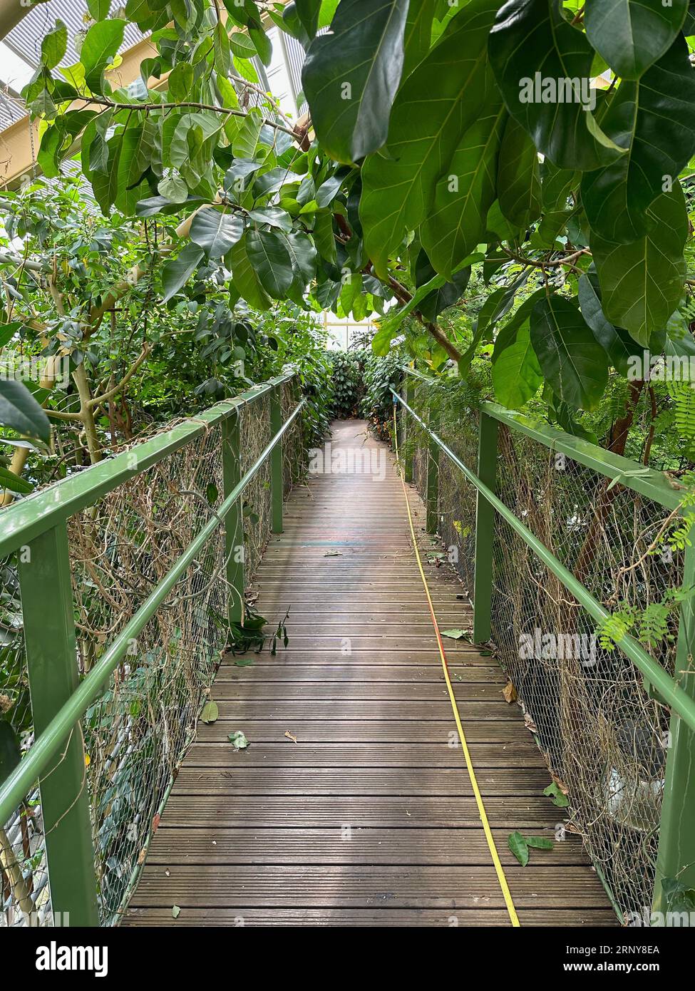 Bridge with railings among plants in botanic garden Stock Photo - Alamy