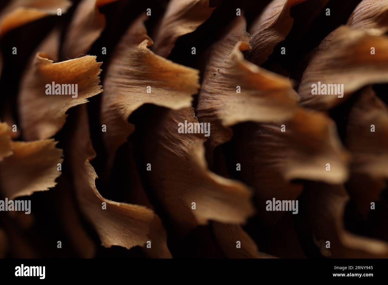 Texture of conifer cone as background, macro view Stock Photo - Alamy