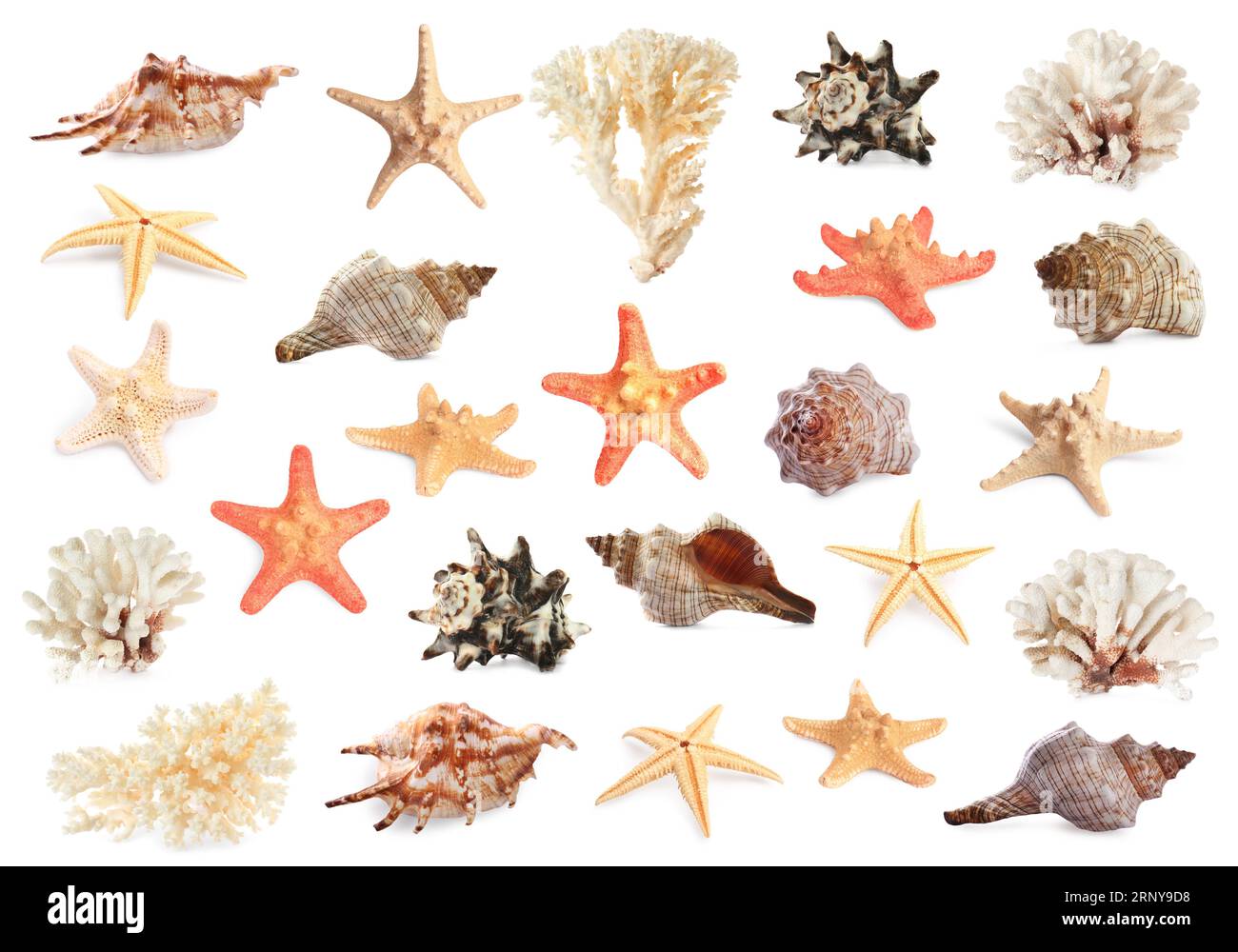 Set with sea stars, shells and corals isolated on white Stock Photo - Alamy