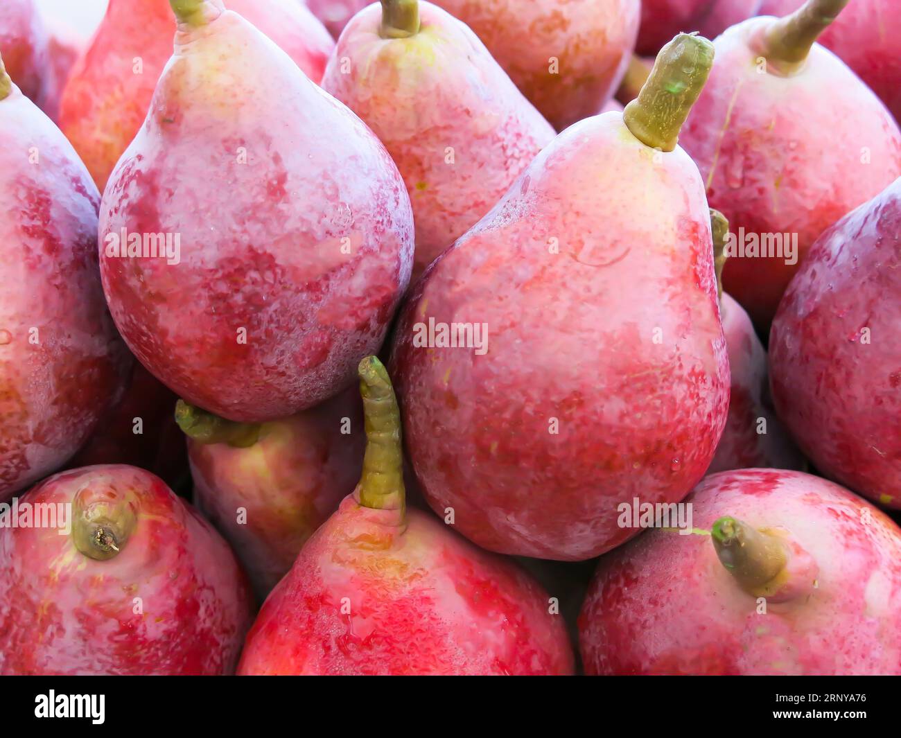 European Pear "Starkrimson" - Close Up Stock Photo - Alamy