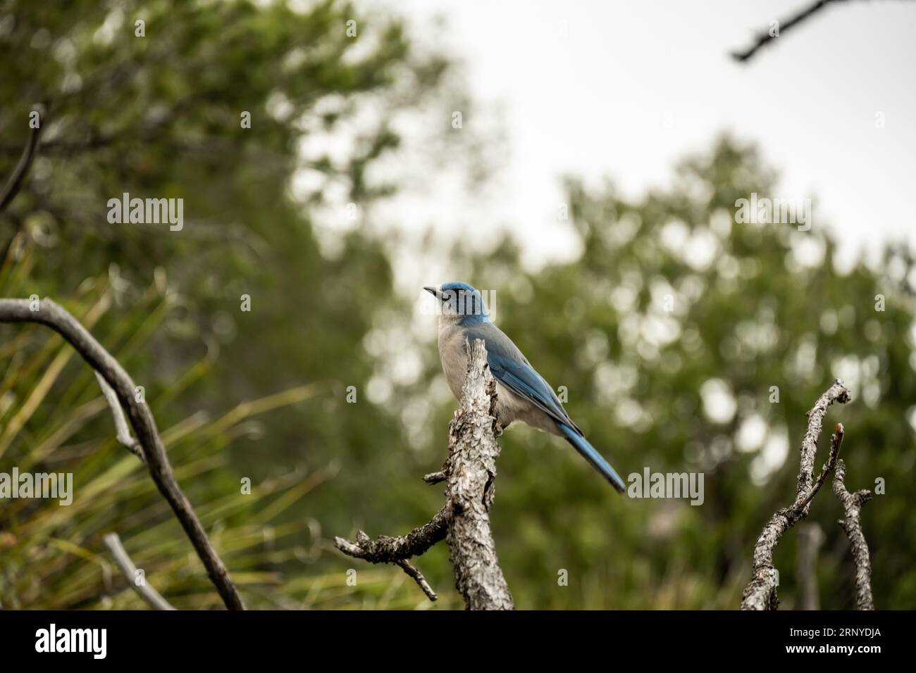 Colima Jay Sits on Branch of Tree in Big Bend Stock Photo - Alamy