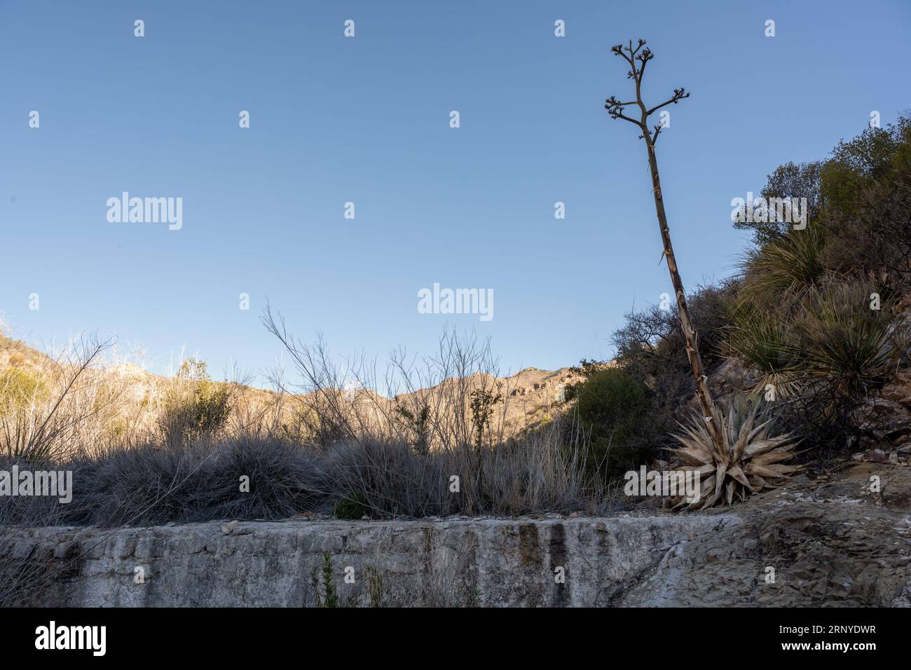 Dried Agave Sits On Top of Old Dam in wash in Big Bend Stock Photo - Alamy