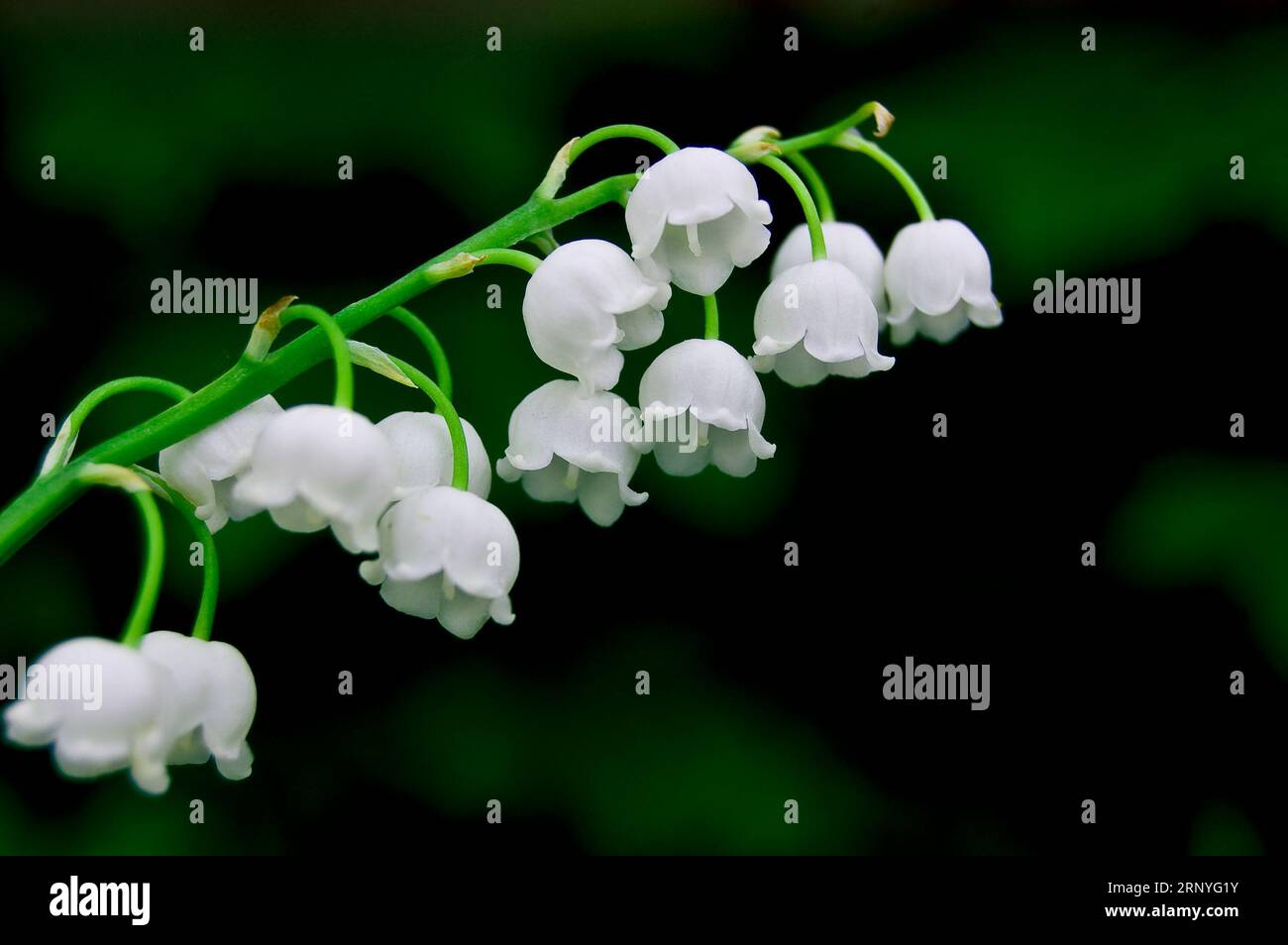 May lilies hi-res stock photography and images - Alamy