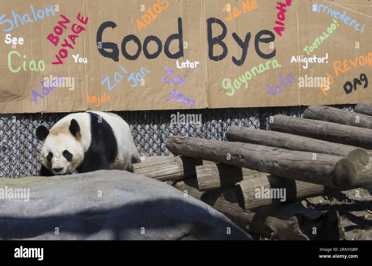 (180319) -- TORONTO, March 19, 2018 -- Male giant panda Da Mao is seen ...