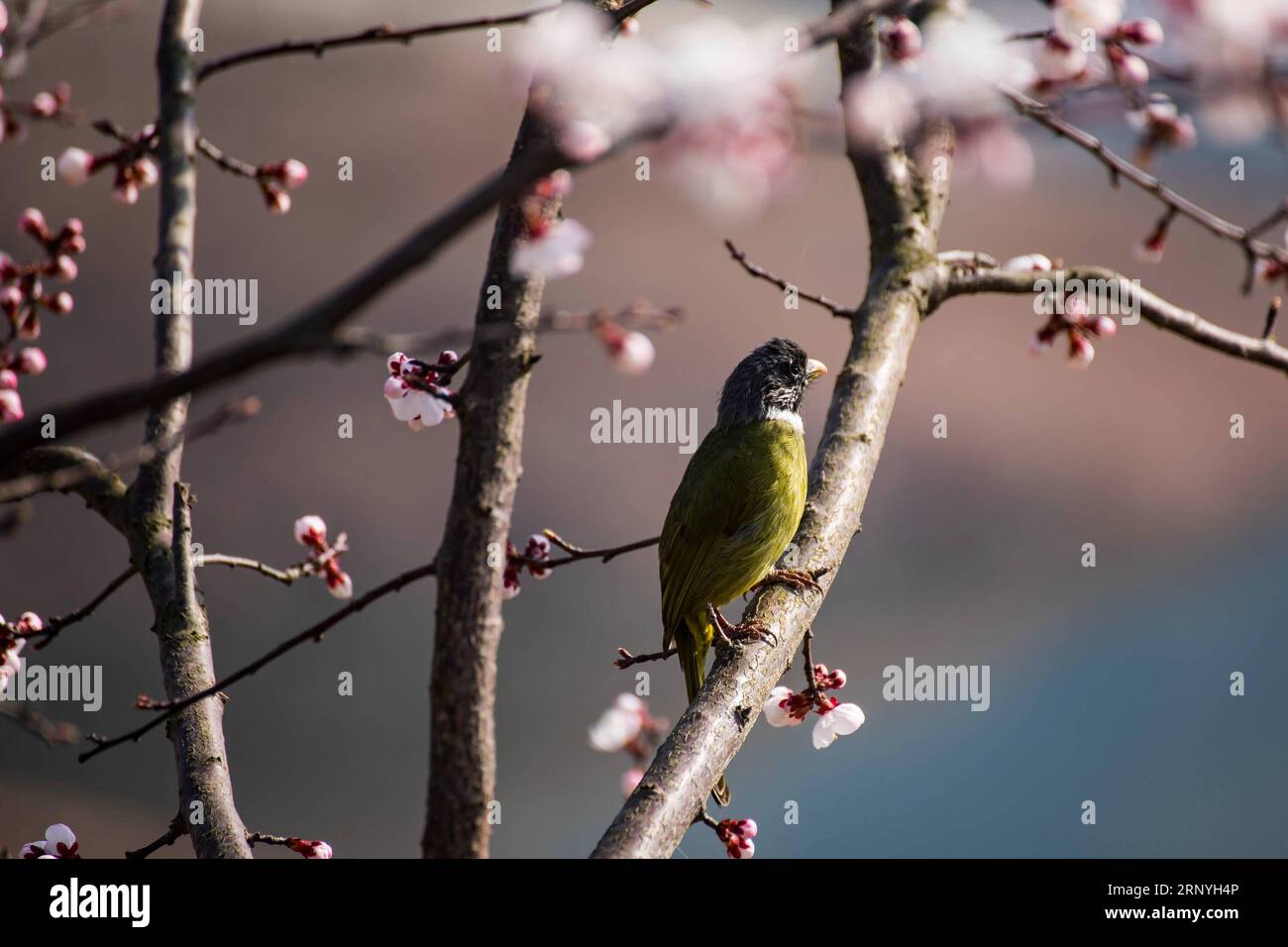 Zhushan county hi-res stock photography and images - Alamy