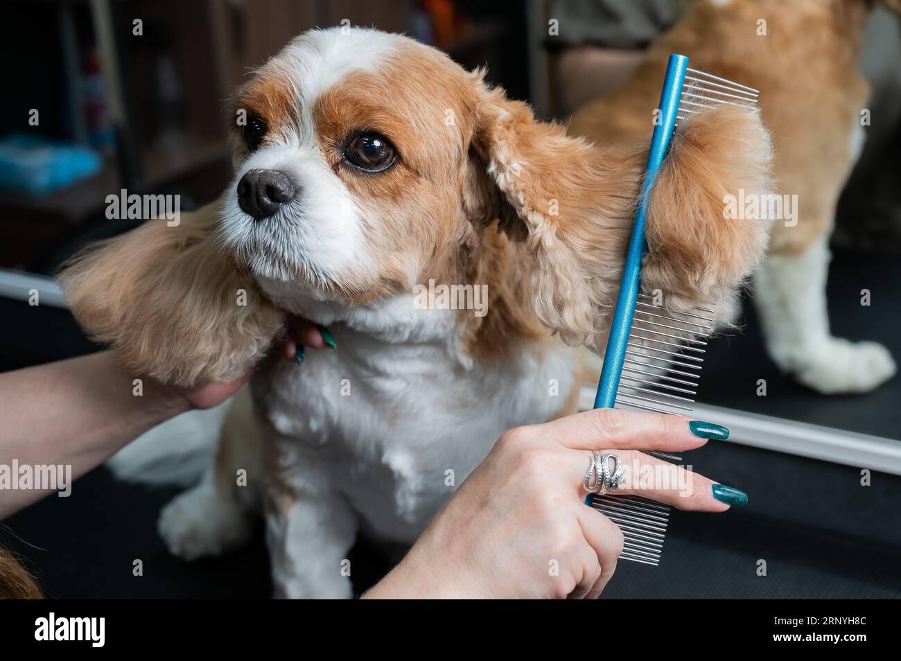 Groomer combing Cavalier King Charles Spaniel in grooming salon Stock ...