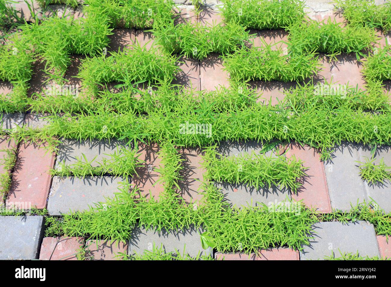 Weeds growing in the cracks of floor tiles Stock Photo - Alamy