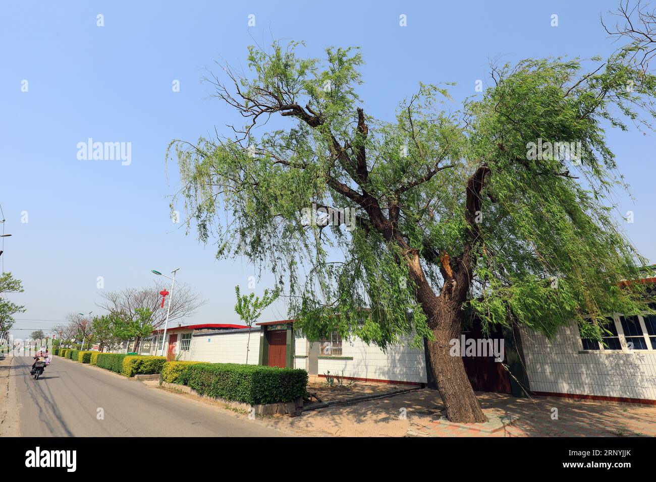 The roadside willows are in the countryside, North China Stock Photo ...