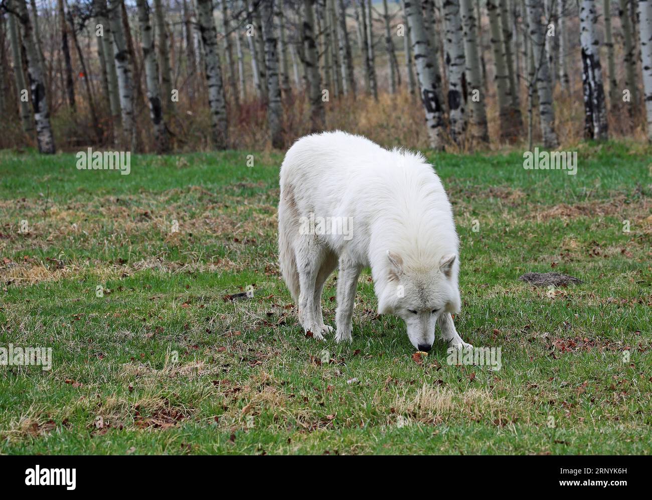 Wolf sniffing hi-res stock photography and images - Alamy