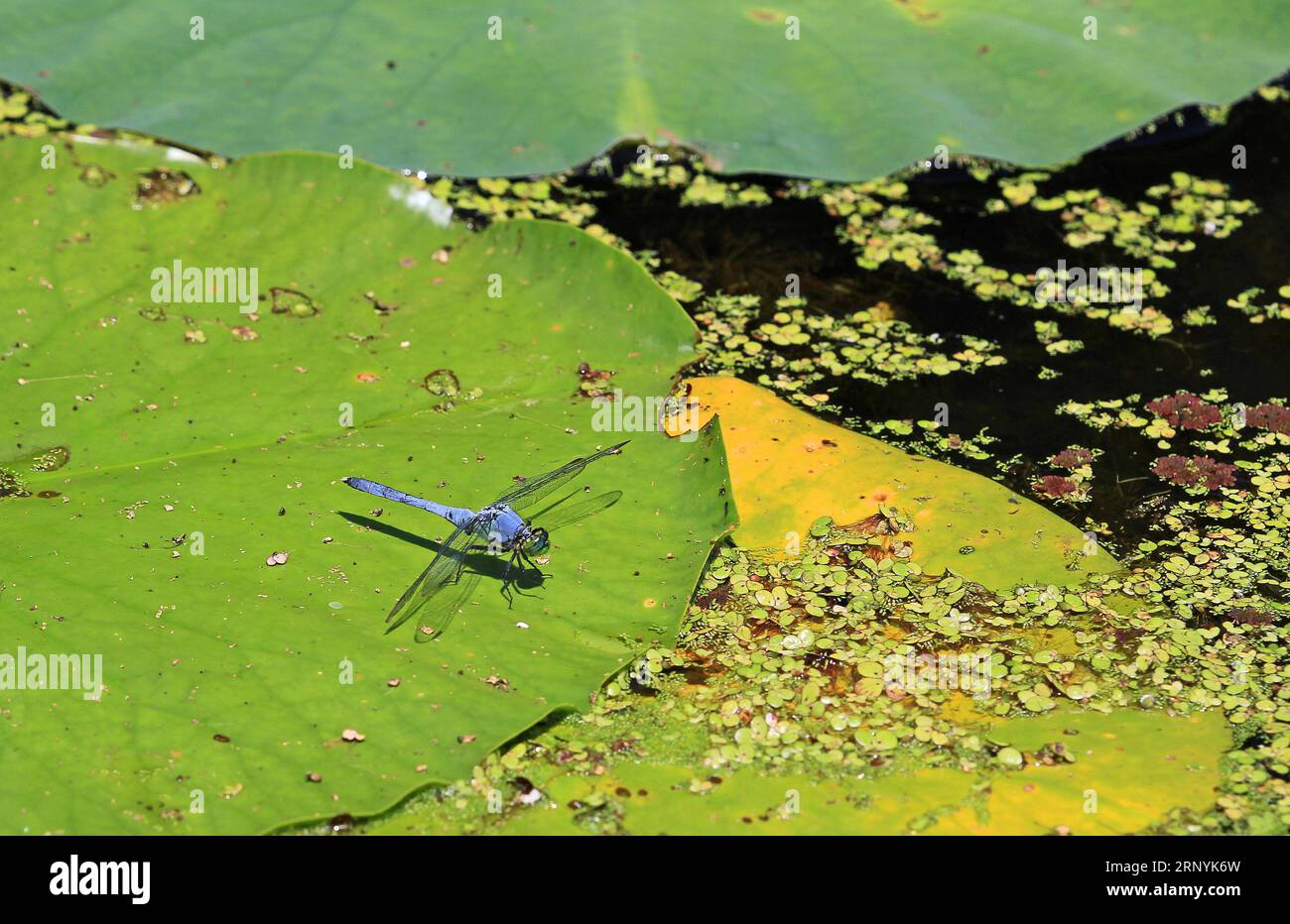 Blue dasher on green leaf, Tennessee Stock Photo - Alamy