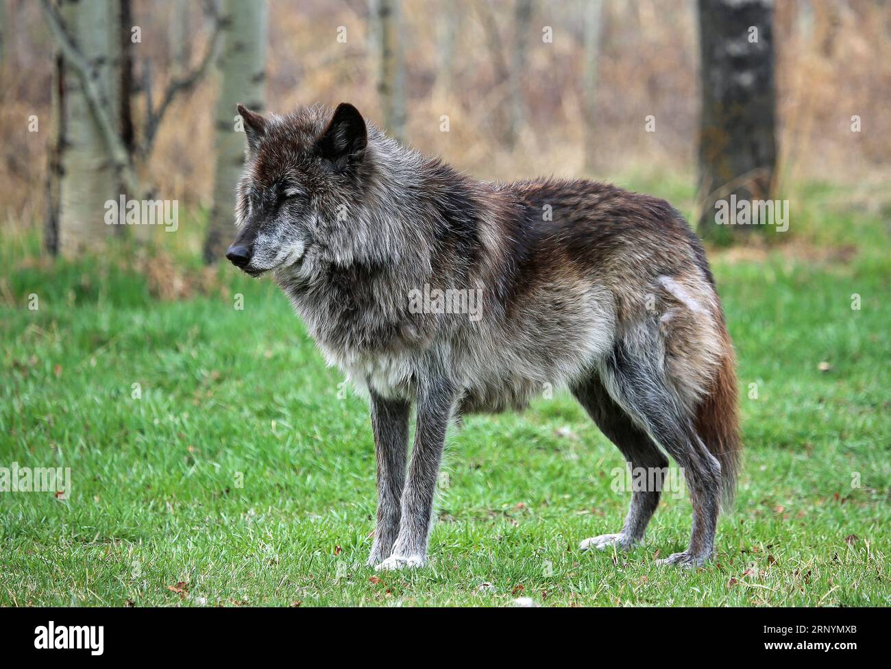Grey wolf canada hi-res stock photography and images - Alamy