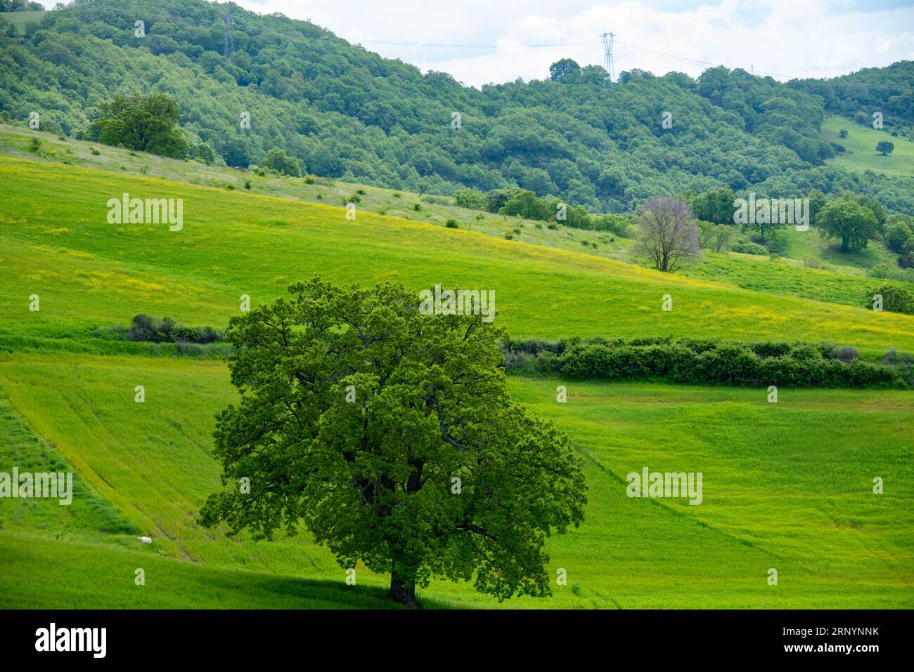 Cognato national park hi-res stock photography and images - Alamy