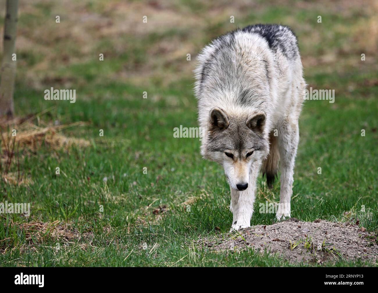Wolf digging hi-res stock photography and images - Alamy