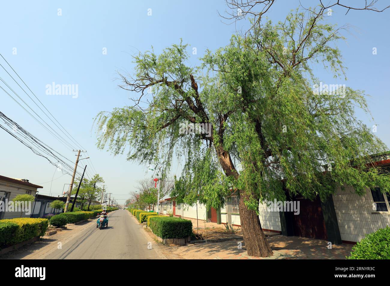 The roadside willows are in the countryside, North China Stock Photo ...