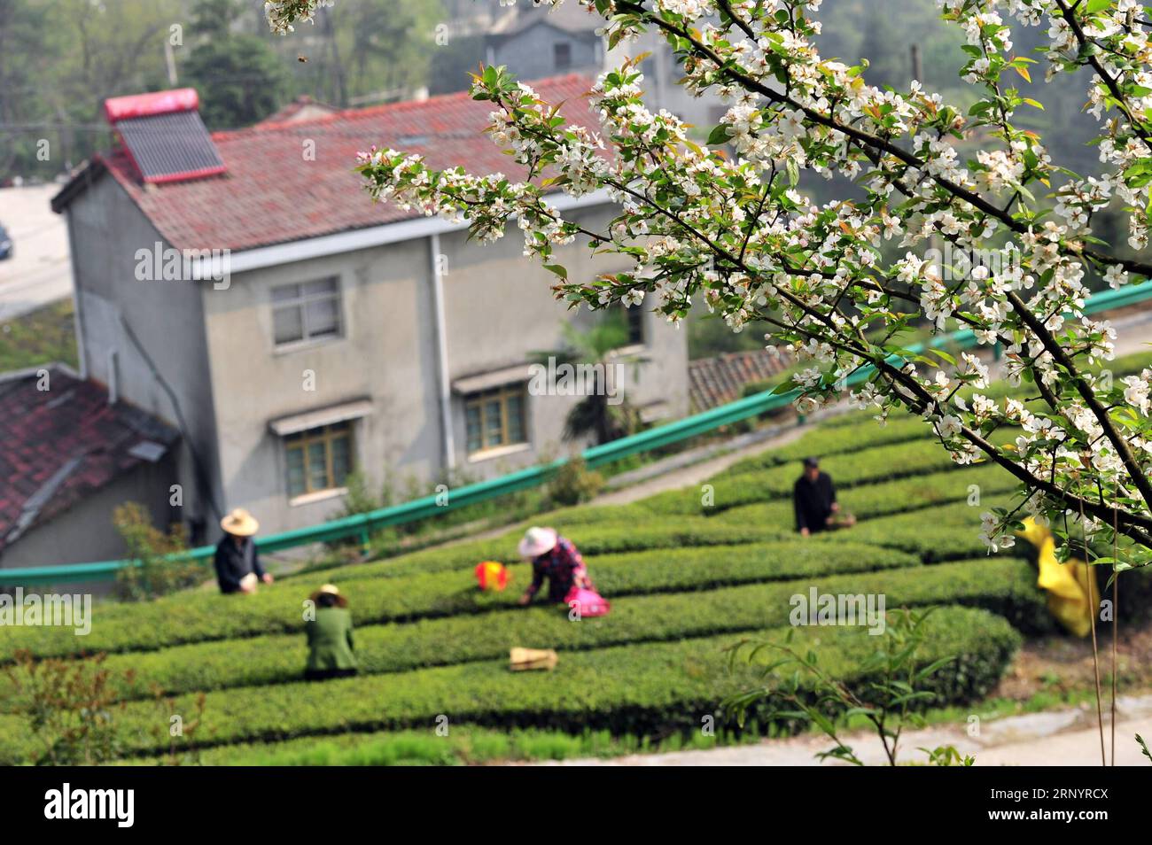 (180331) -- ZIGUI, March 31, 2018 -- Farmers pick tea leaves at a ...