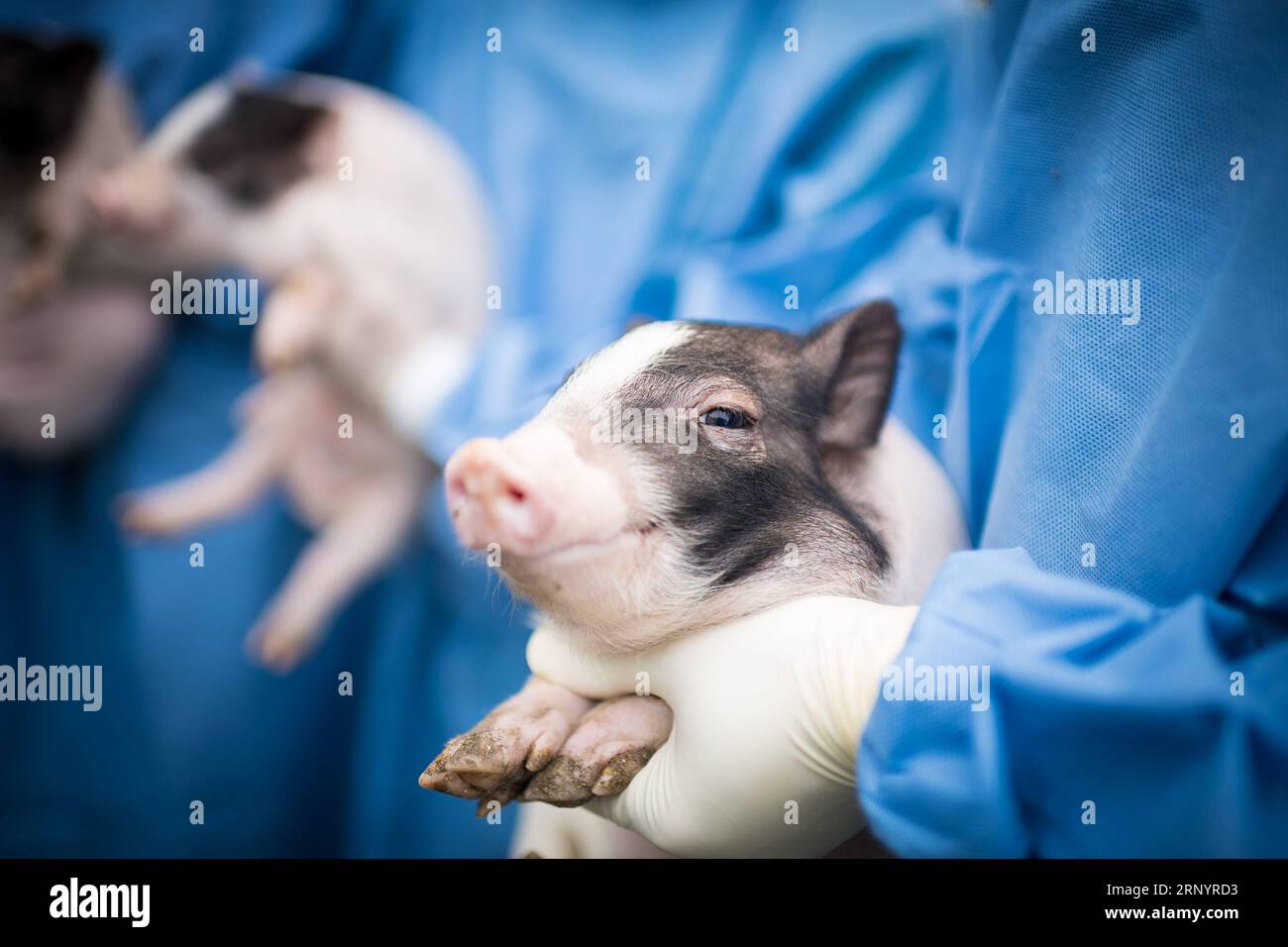 Genetic engineering china hi-res stock photography and images - Alamy