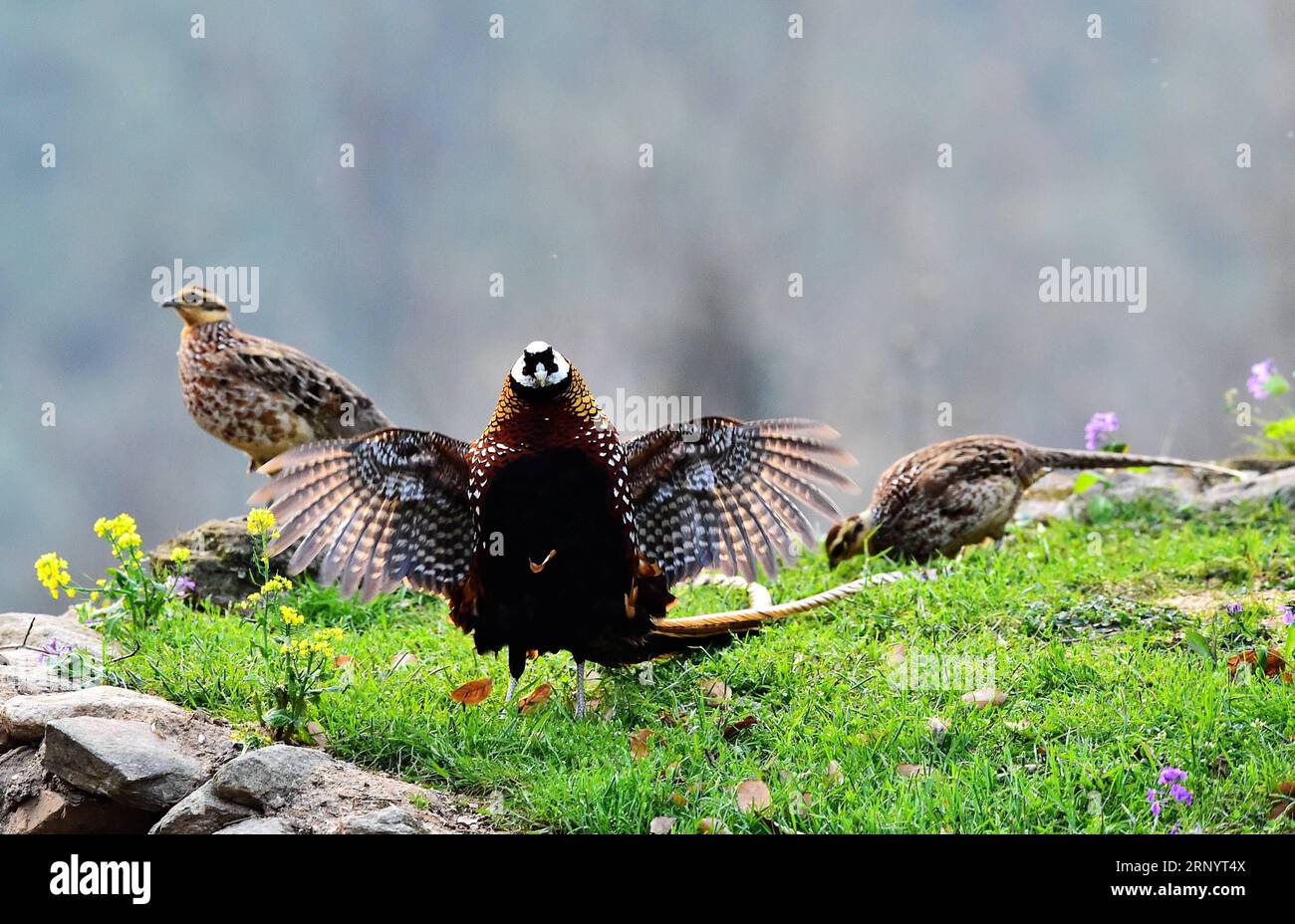 Guangshui hi-res stock photography and images - Alamy