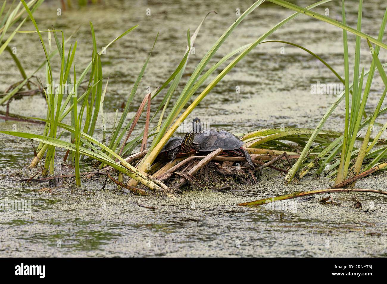 The painted turtle (Chrysemys picta) is the most widespread native ...