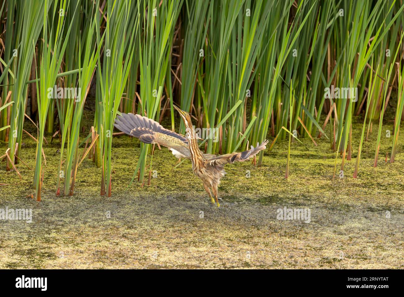 American bittern rare bird hi-res stock photography and images - Alamy