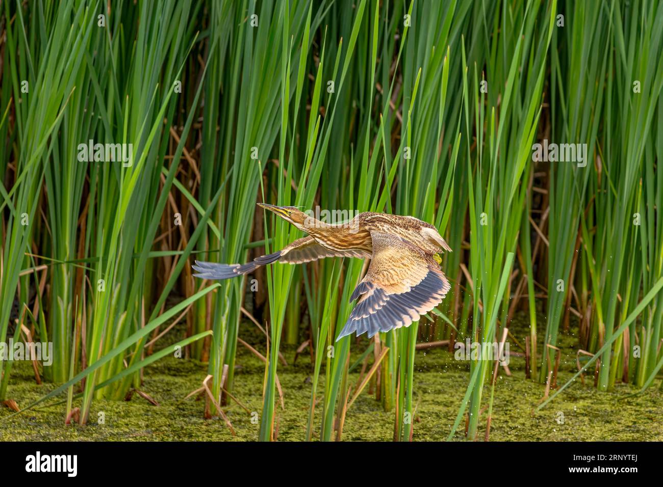 American bittern rare bird hi-res stock photography and images - Alamy