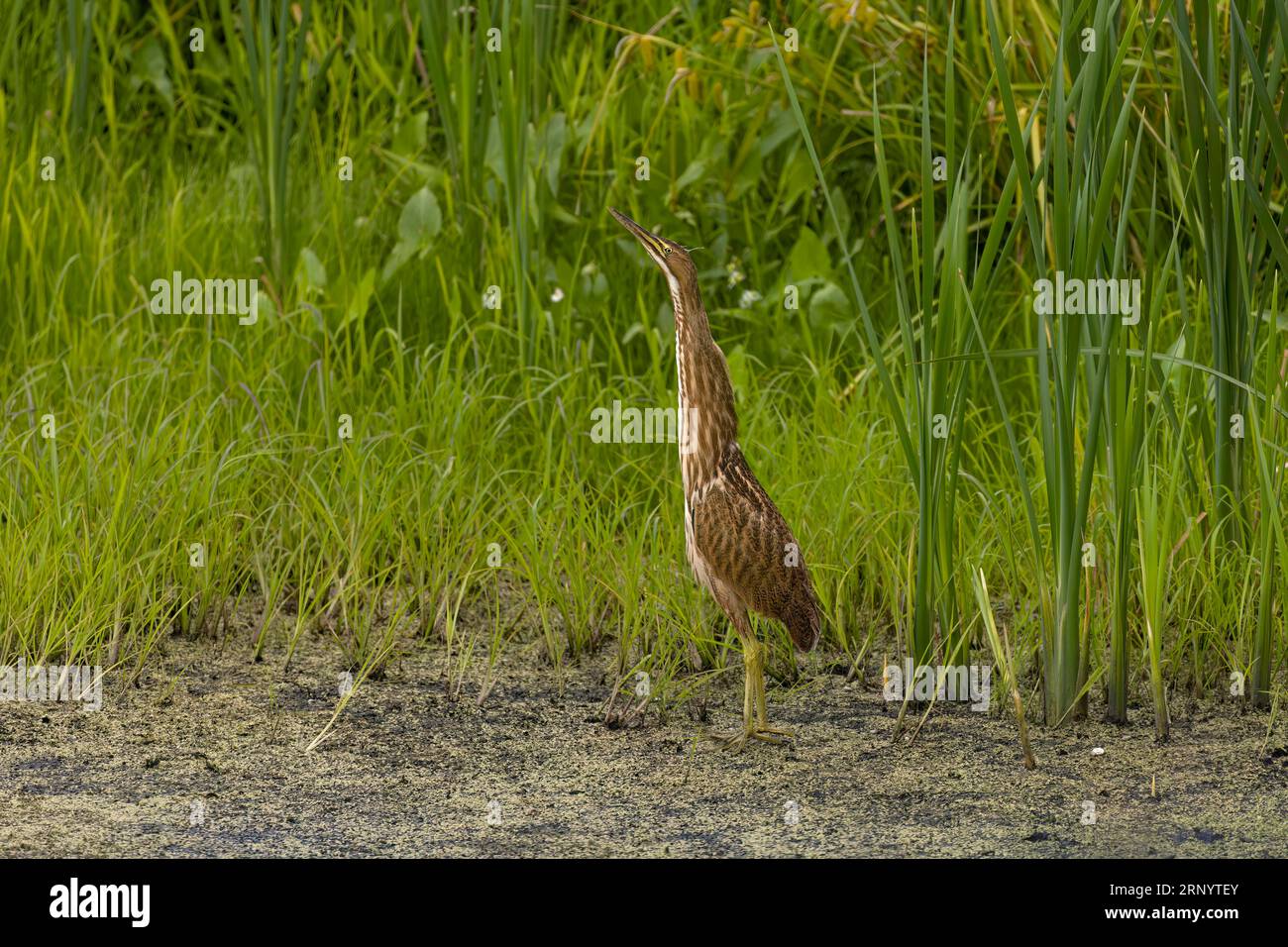 American bittern rare bird hi-res stock photography and images - Alamy