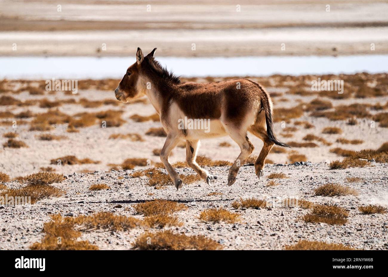 Equus kiang hi-res stock photography and images - Alamy