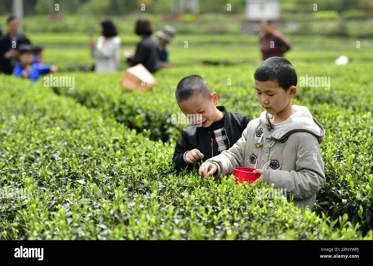 (180406) -- ENSHI, April 6, 2018 -- Children pick tea leaves at a tea ...