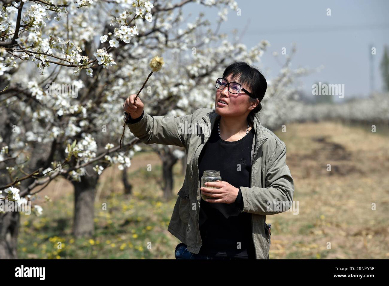 Hand pollination china hi-res stock photography and images - Alamy