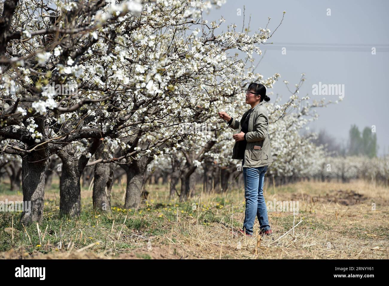 Hand pollination china hi-res stock photography and images - Alamy